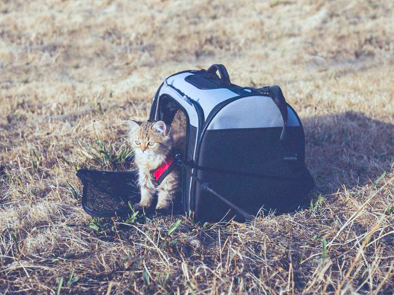 Quelles sont les solutions pour transporter votre chat avec vous ...